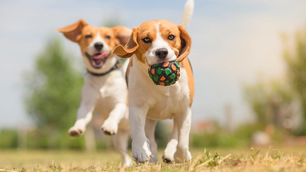 Sve što treba da znate o rasi pasa – Bigl - Dr Vet Group Shop